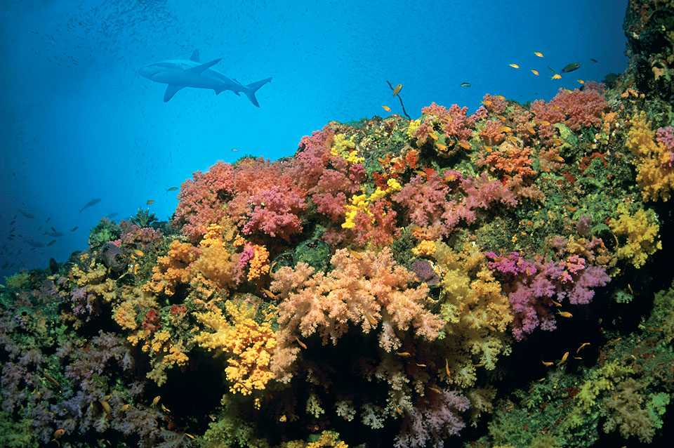 Tauchen Palau - Tauchreiseziel im Pazifik mit spektakulären Tauchspots