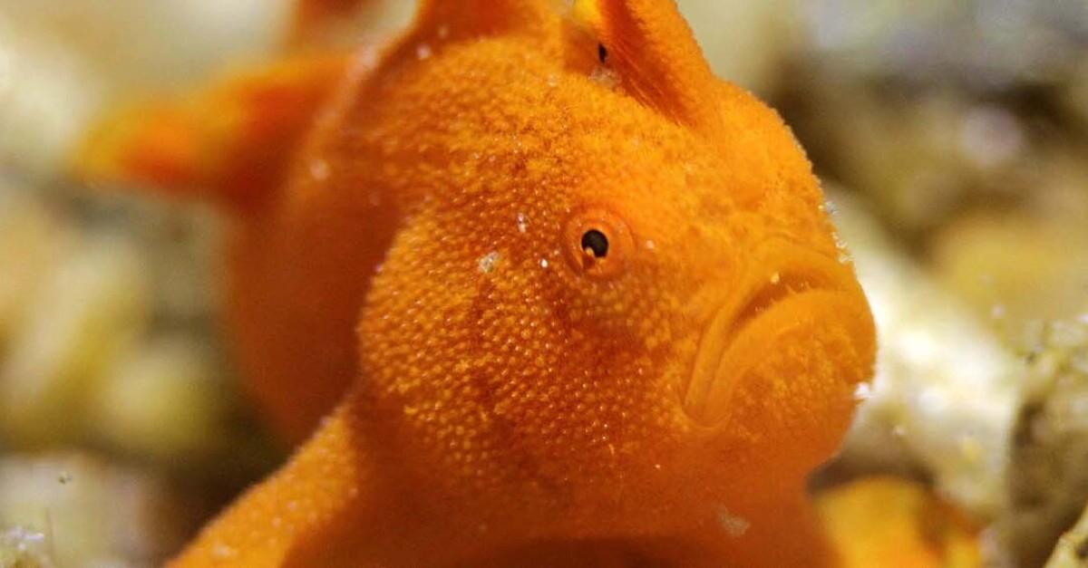 Tauchen Romblon - super Tauchspot und Geheimtipp für Makrofans