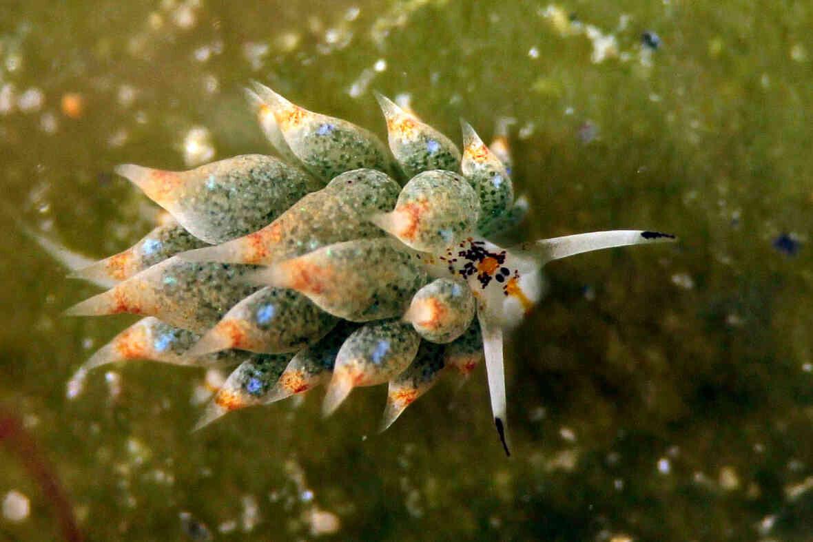 Tauchen Romblon - super Tauchspot und Geheimtipp für Makrofans